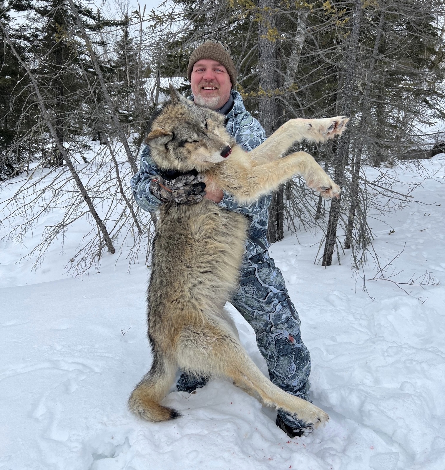 North American Grey Wolf Hunting - Shoshone Adventures