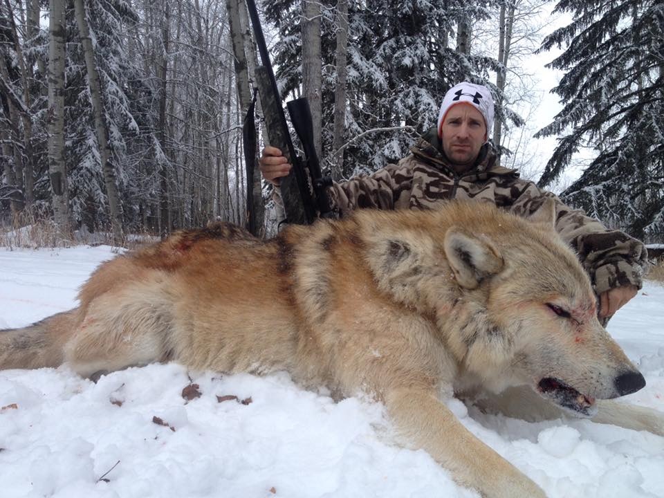 North American Grey Wolf Hunting - Shoshone Adventures