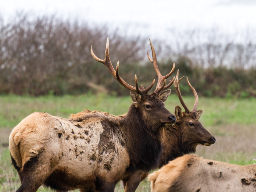 Roosevelt Elk Hunting - Shoshone Adventures