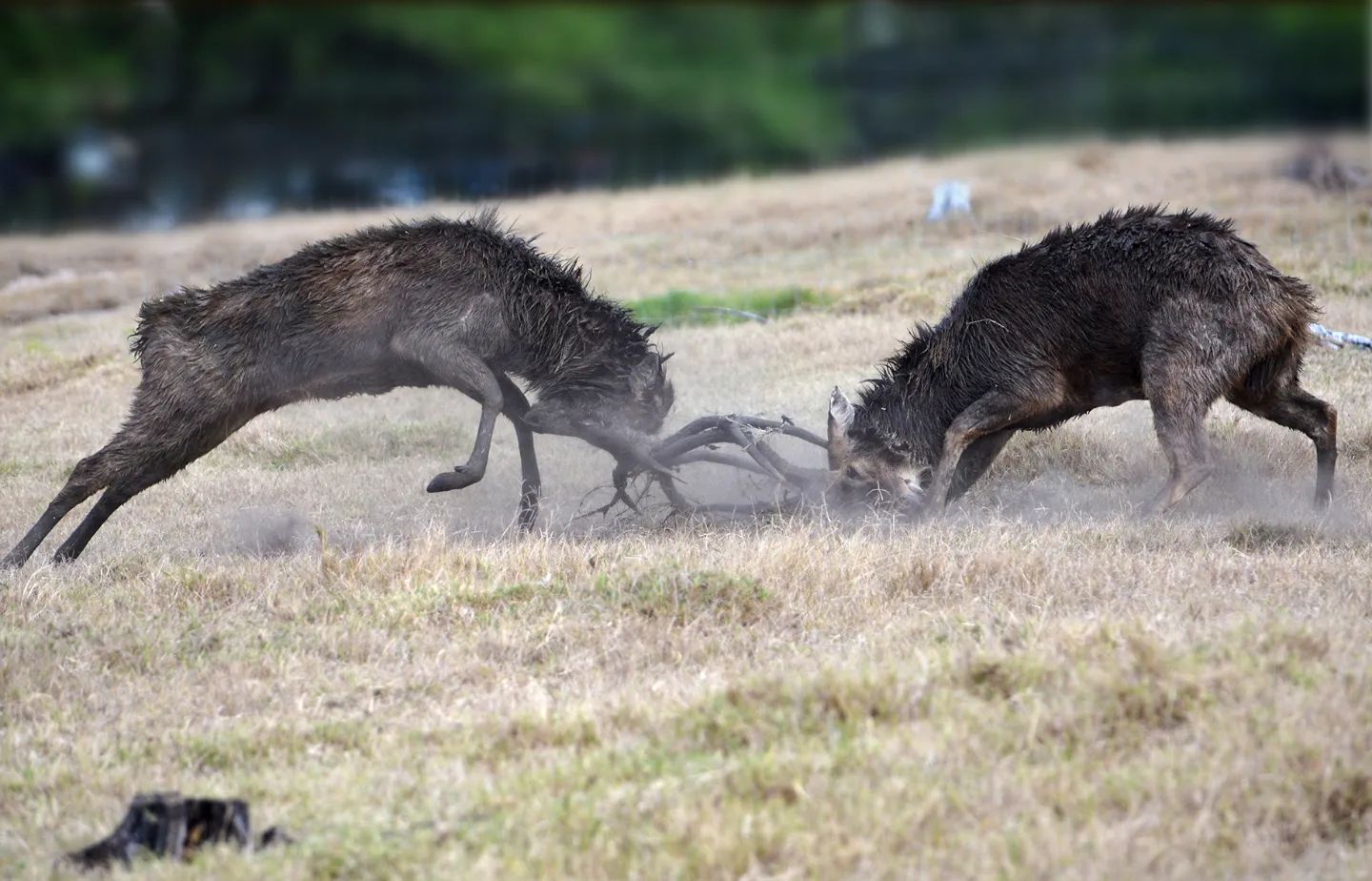 Javan Rusa Deer Hunting - Shoshone Adventures