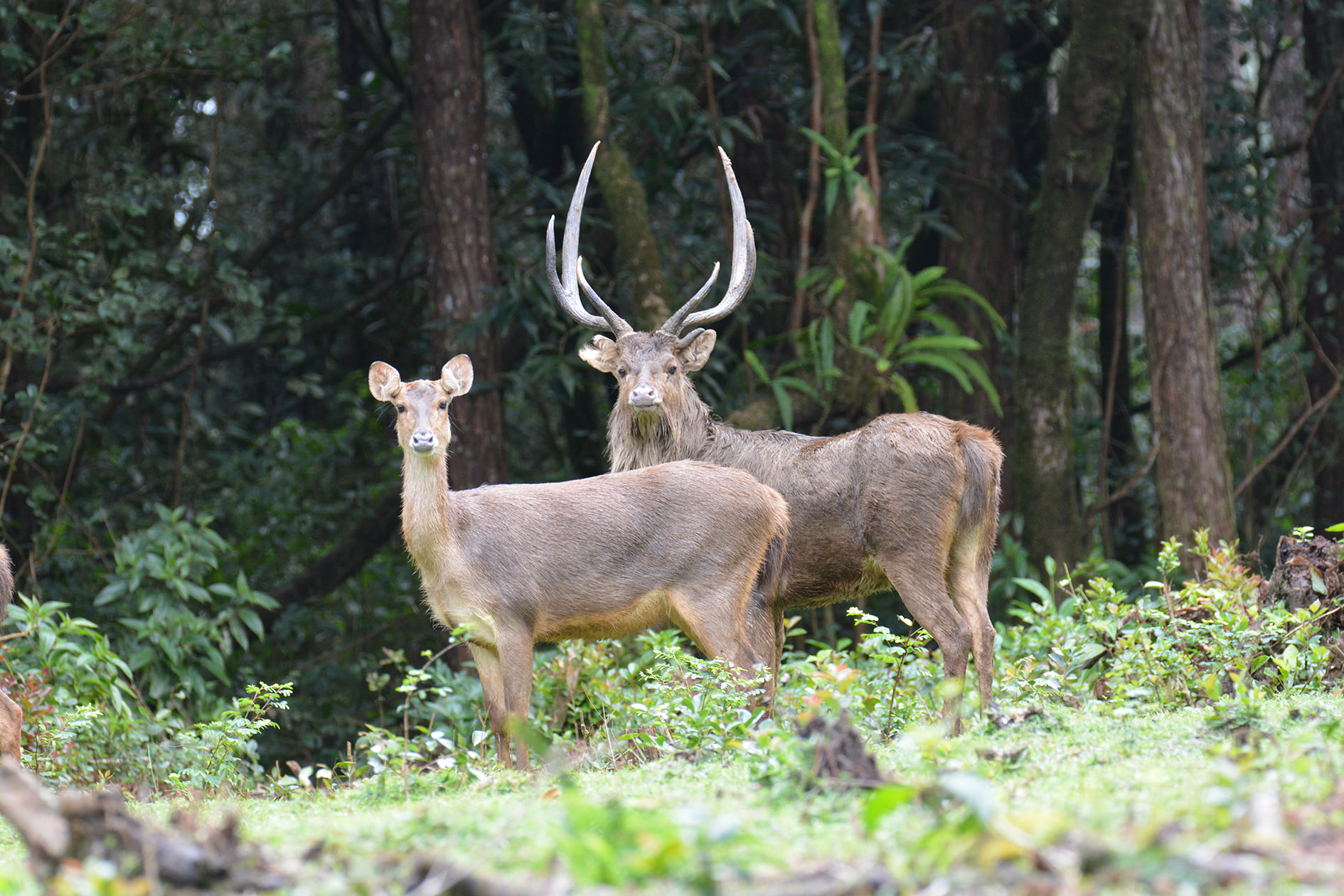 Javan Rusa Deer Hunting - Shoshone Adventures