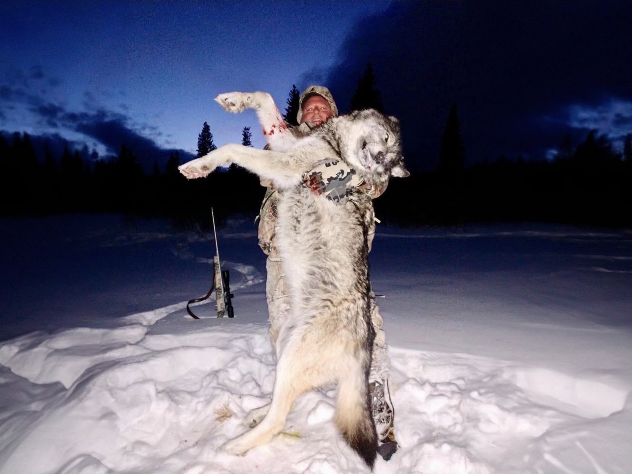 North American Grey Wolf Hunting - Shoshone Adventures