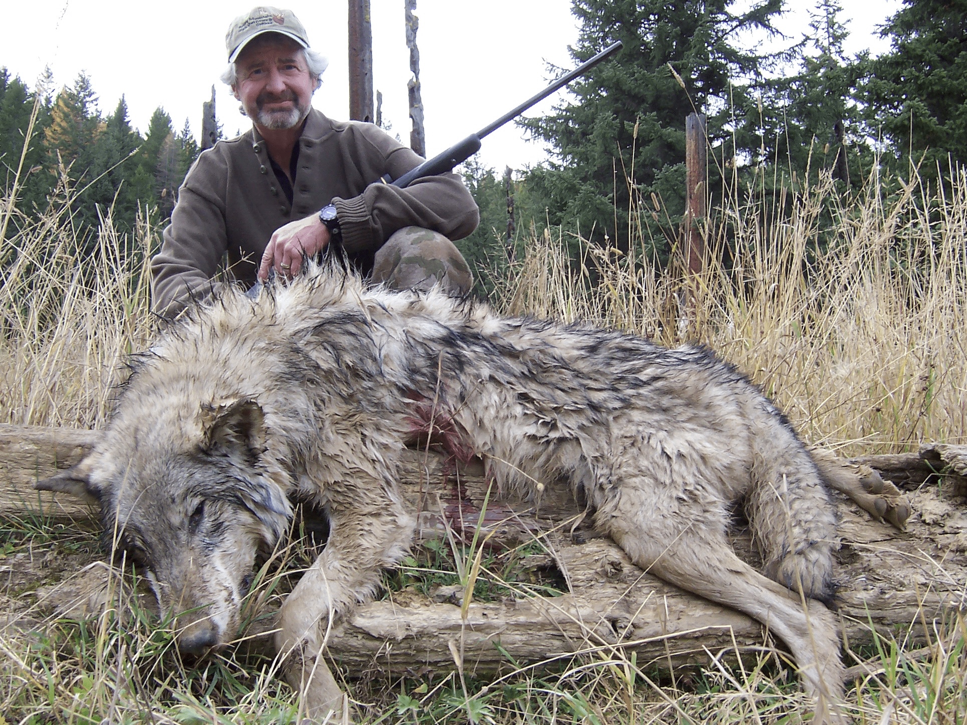 North American Grey Wolf Hunting - Shoshone Adventures