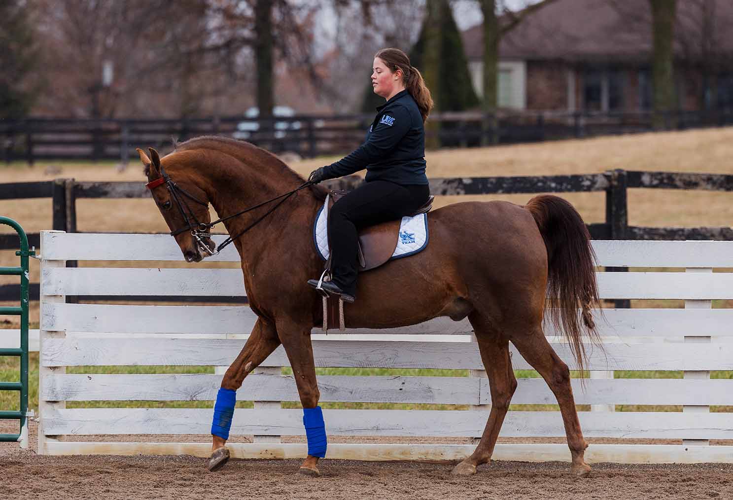 American Saddlebred Museum