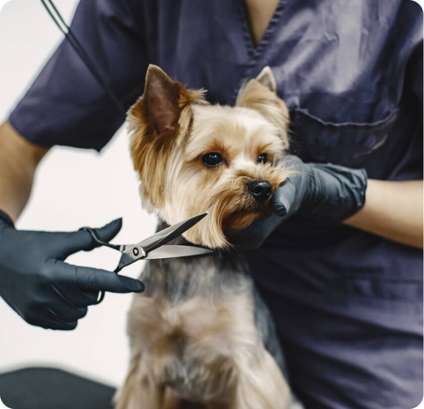 Pet Concierge Program For Multifamily Apartment Communities