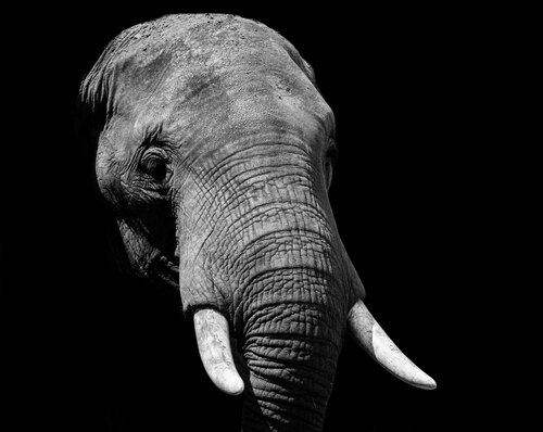 Team | Purple Elephant Ventures