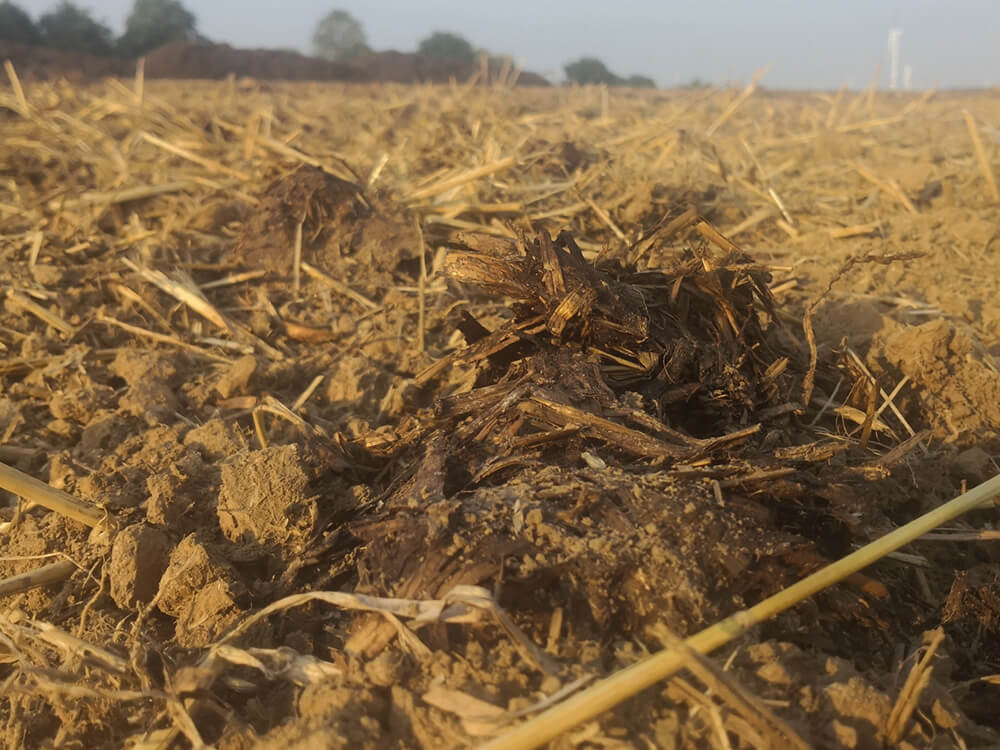 Faut-il composter le fumier avant de l'épandre ? - Soil Capital