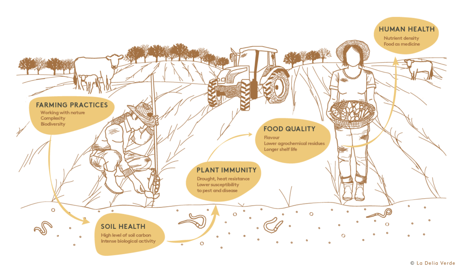 Everything about regenerative agriculture - Soil Capital