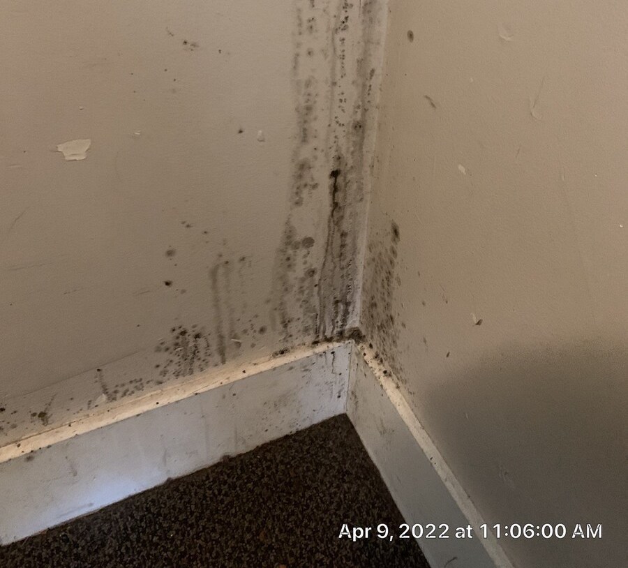 How to Identify Mold in Your Home: Signs and Symptoms - Top Shelf Mold ...