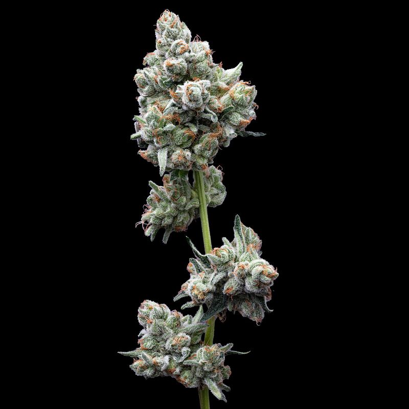 Karoo Bioscience Products