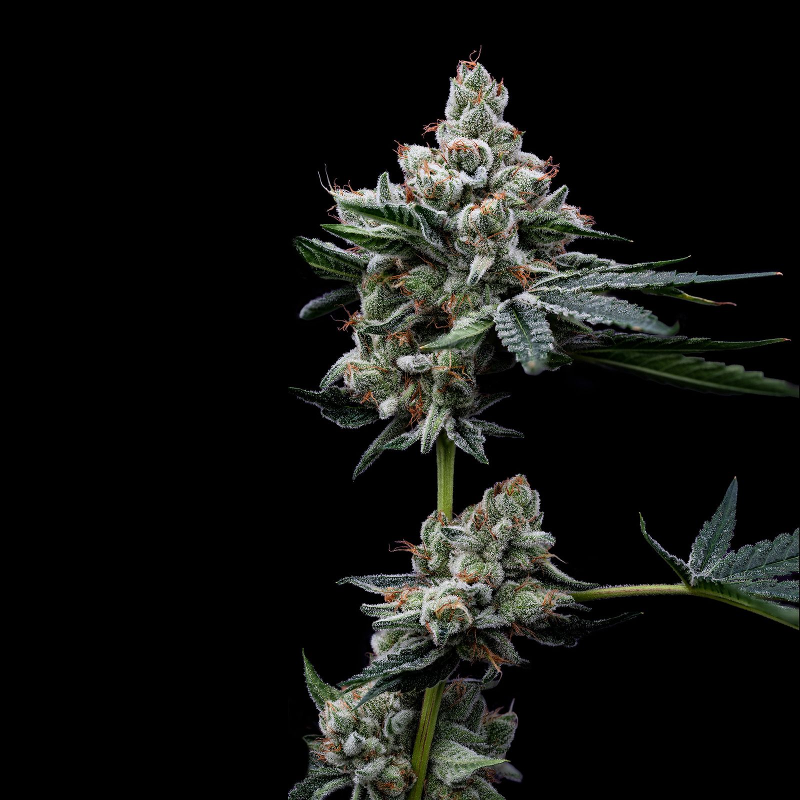 Karoo Bioscience Products