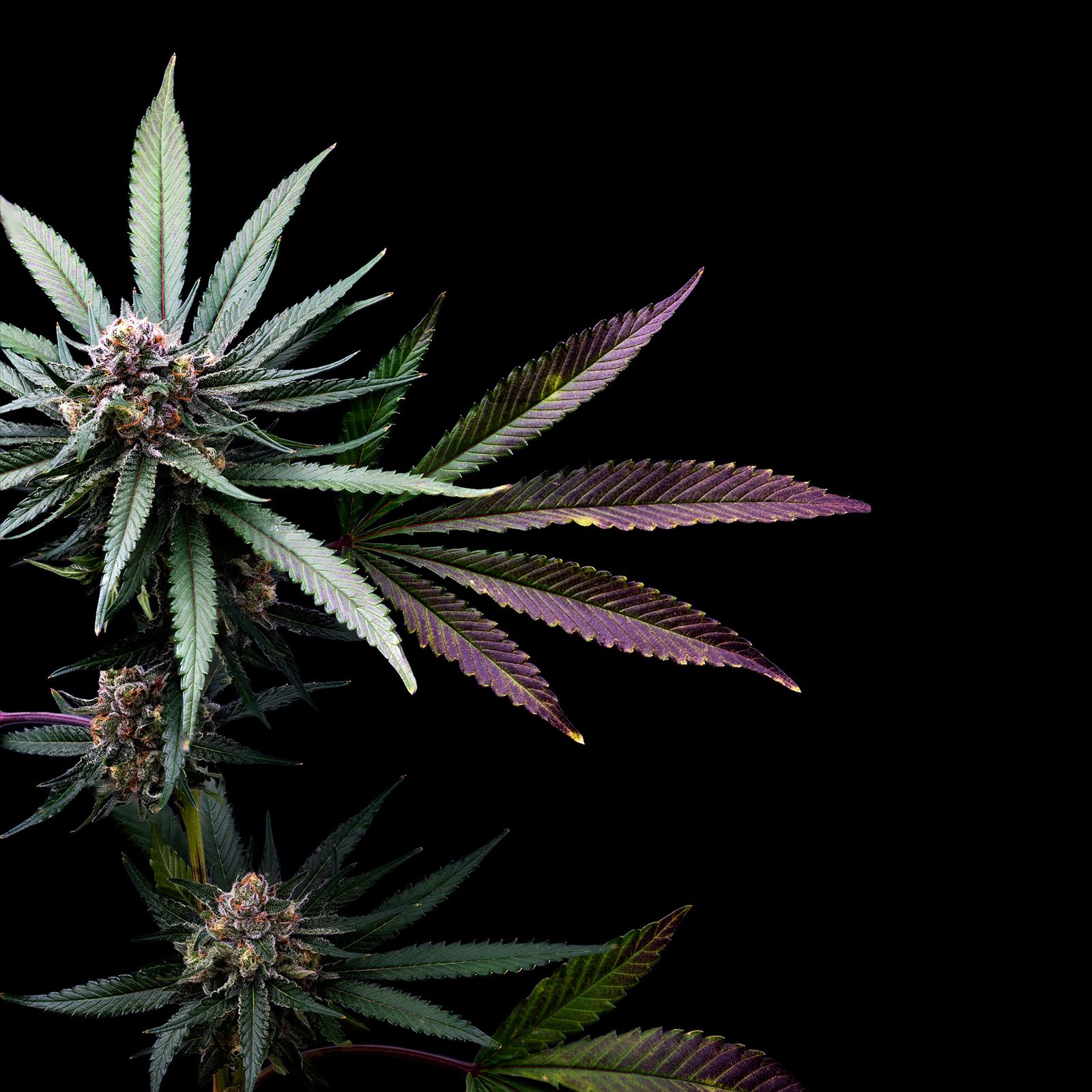 Karoo Bioscience Products