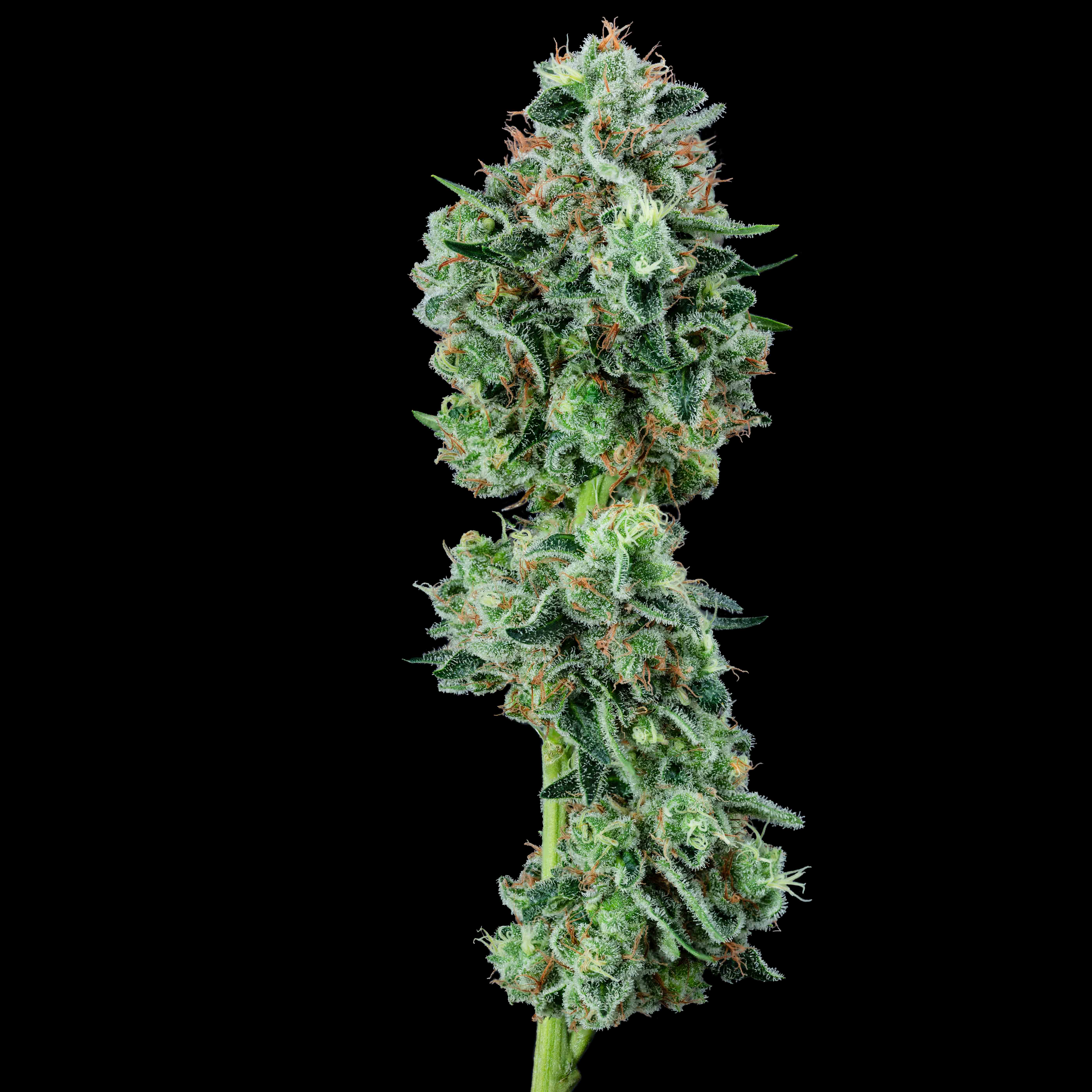 Karoo Bioscience Products