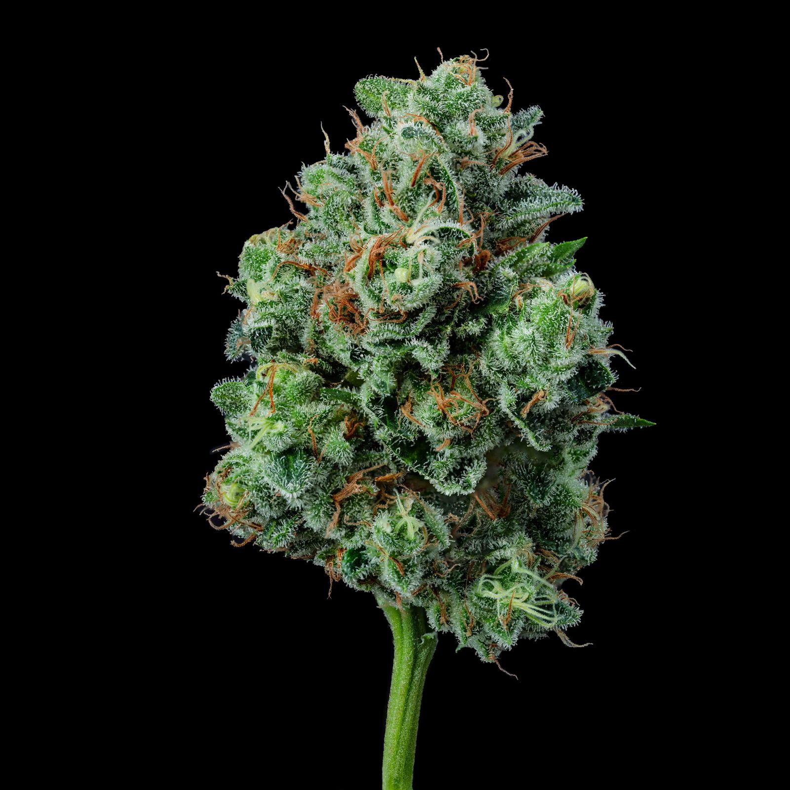 Karoo Bioscience Products