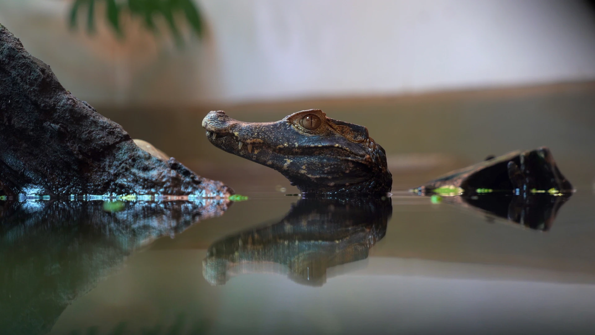 Education Series for the UK's only Crocodile Zoo