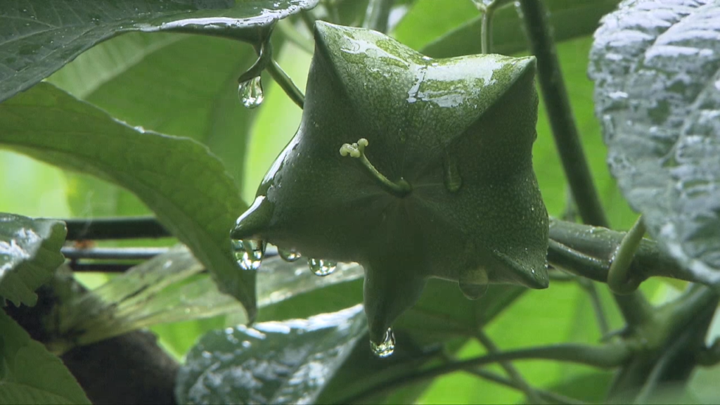 The Sacha Inchi Guide: A Dive into the Superfood Phenomenon