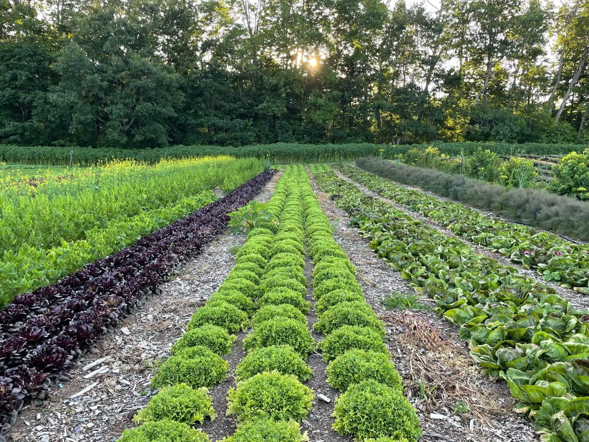 MFT’s 2023 Farm Bill Priorities – Climate-Smart Agriculture