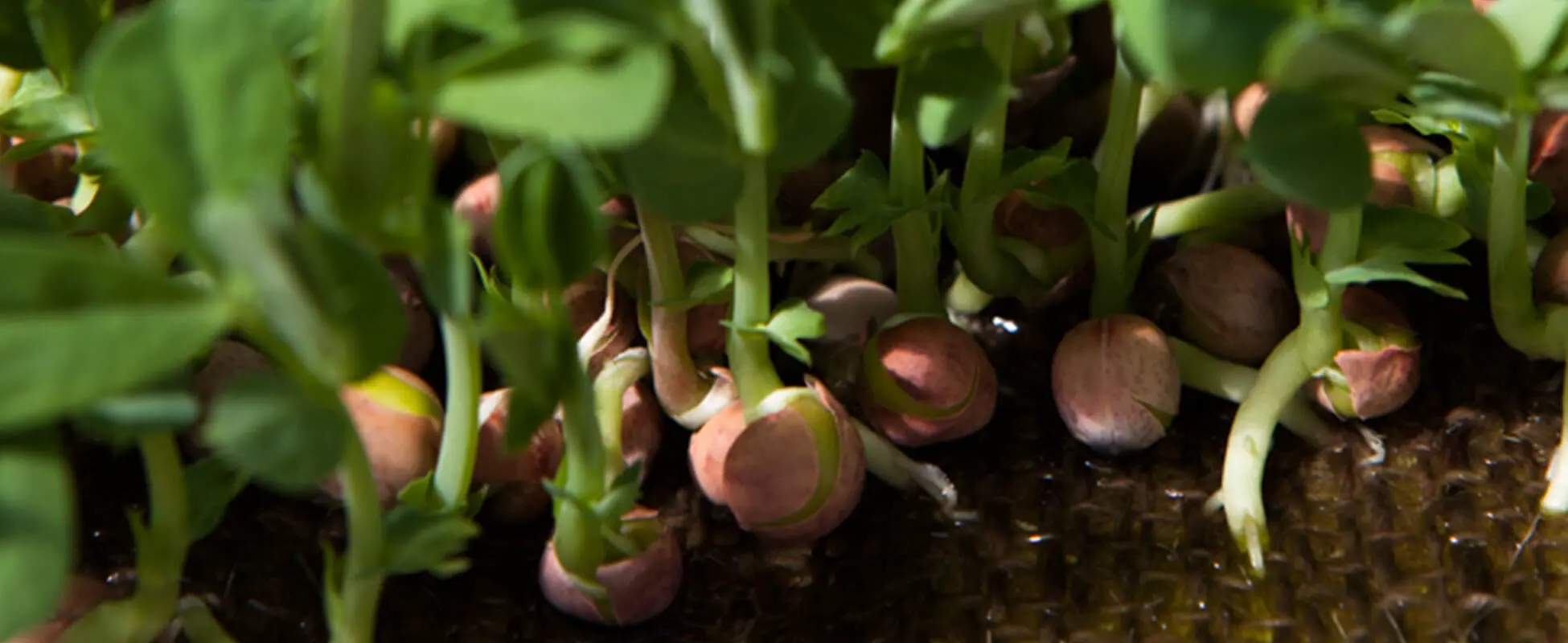 One Farmer’s Vision Yields More Farming