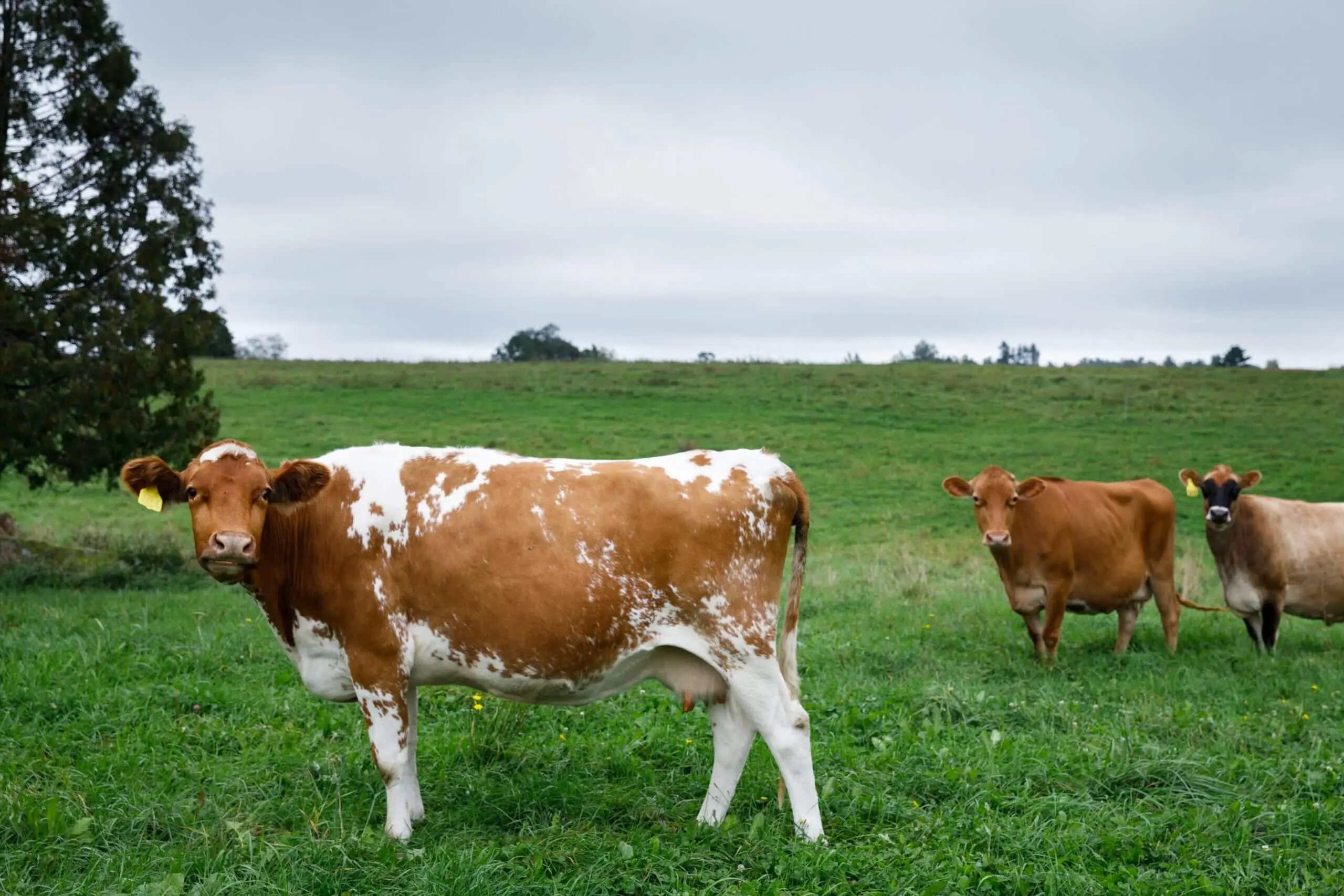 Maine's Dairy Farms Need Our Support