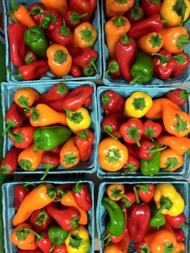 September HARVEST