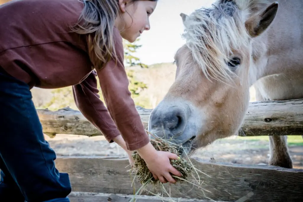The Faces of Farms: The Norwegian Fjords of Mandala Farm