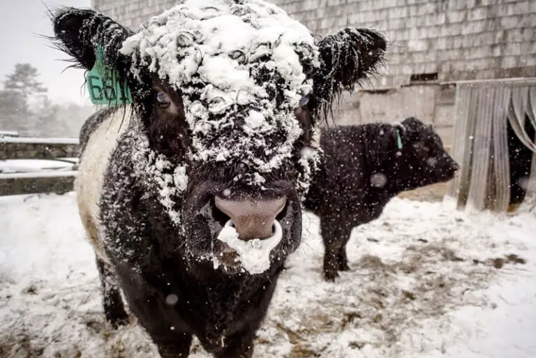 Faces of Farms: Animal Portraits at Maine Farmland Trust Gallery
