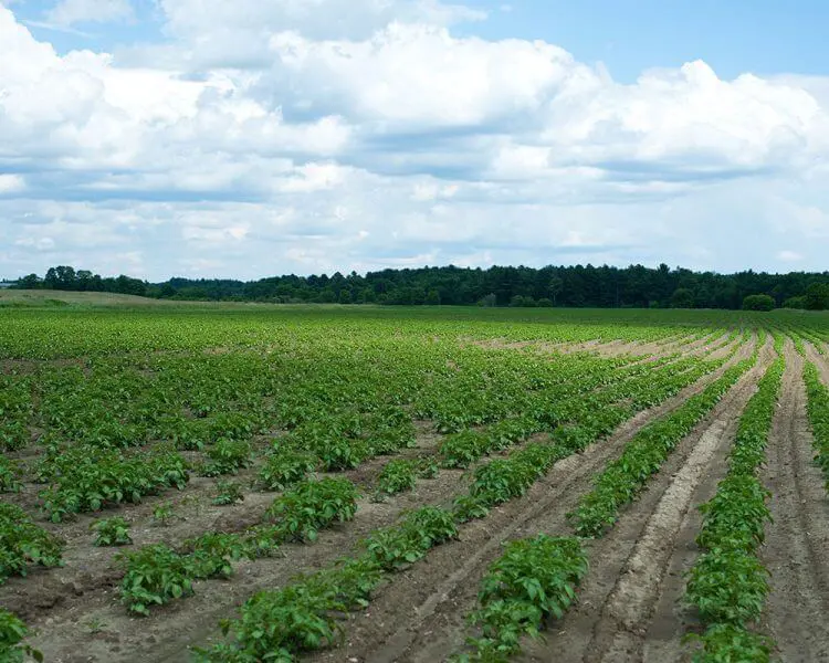 Business Member Feature: Farm Family Insurance