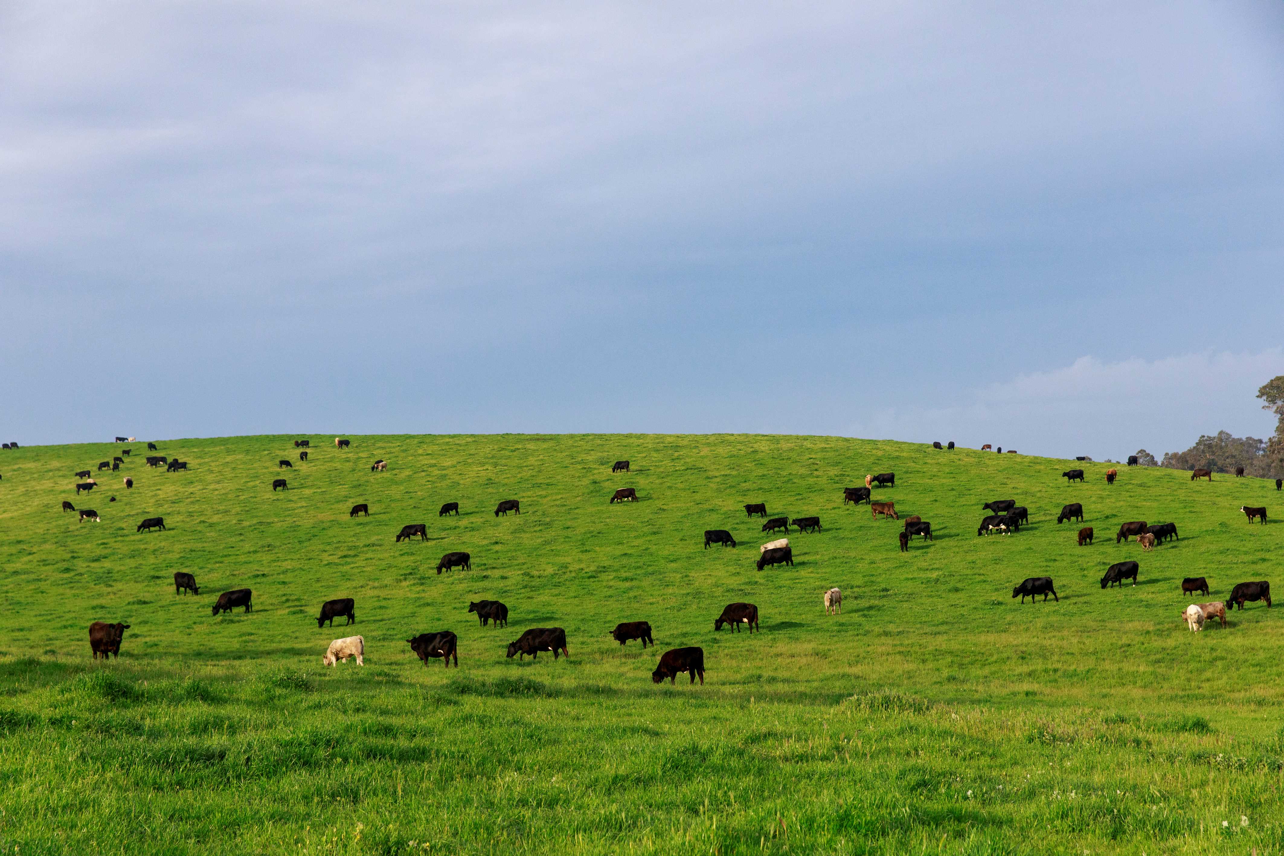 Harvey Beef, Western Australian Beef