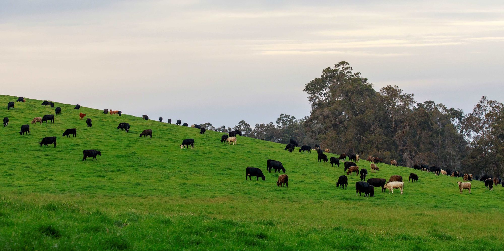 Harvey Beef, Western Australian Beef