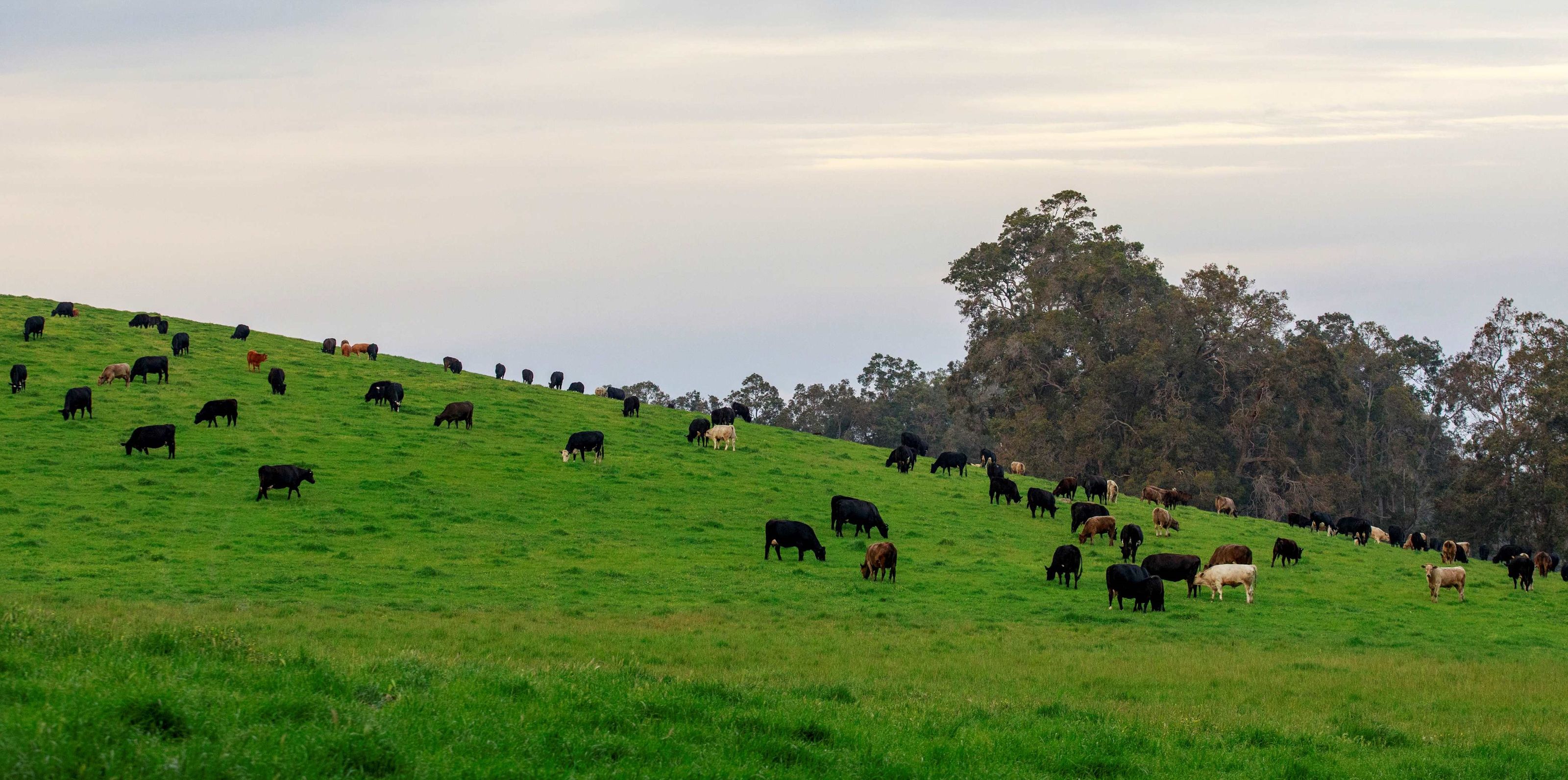 Harvey Beef, Western Australian Beef