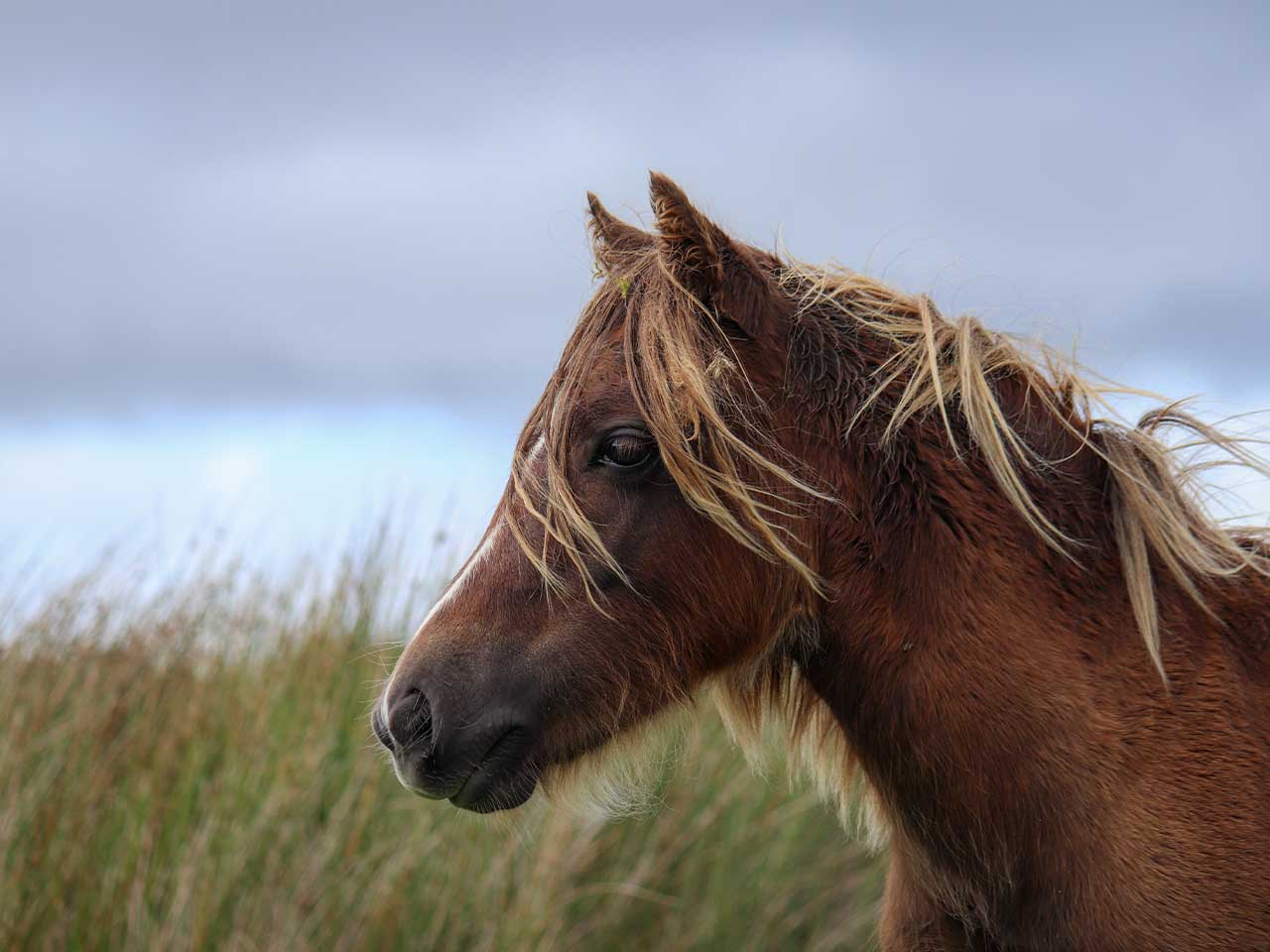 What is Laminitis? I Southern Crescent Equine Services