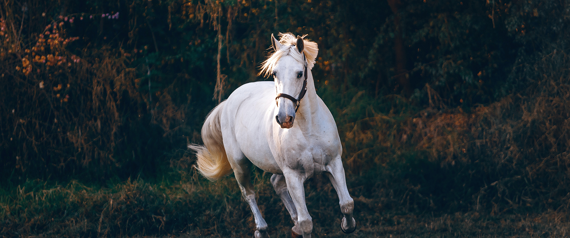 Appointment Requests