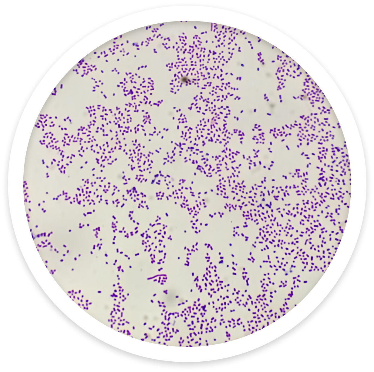 Analytical Test Library Staphylococcus Aureus Test