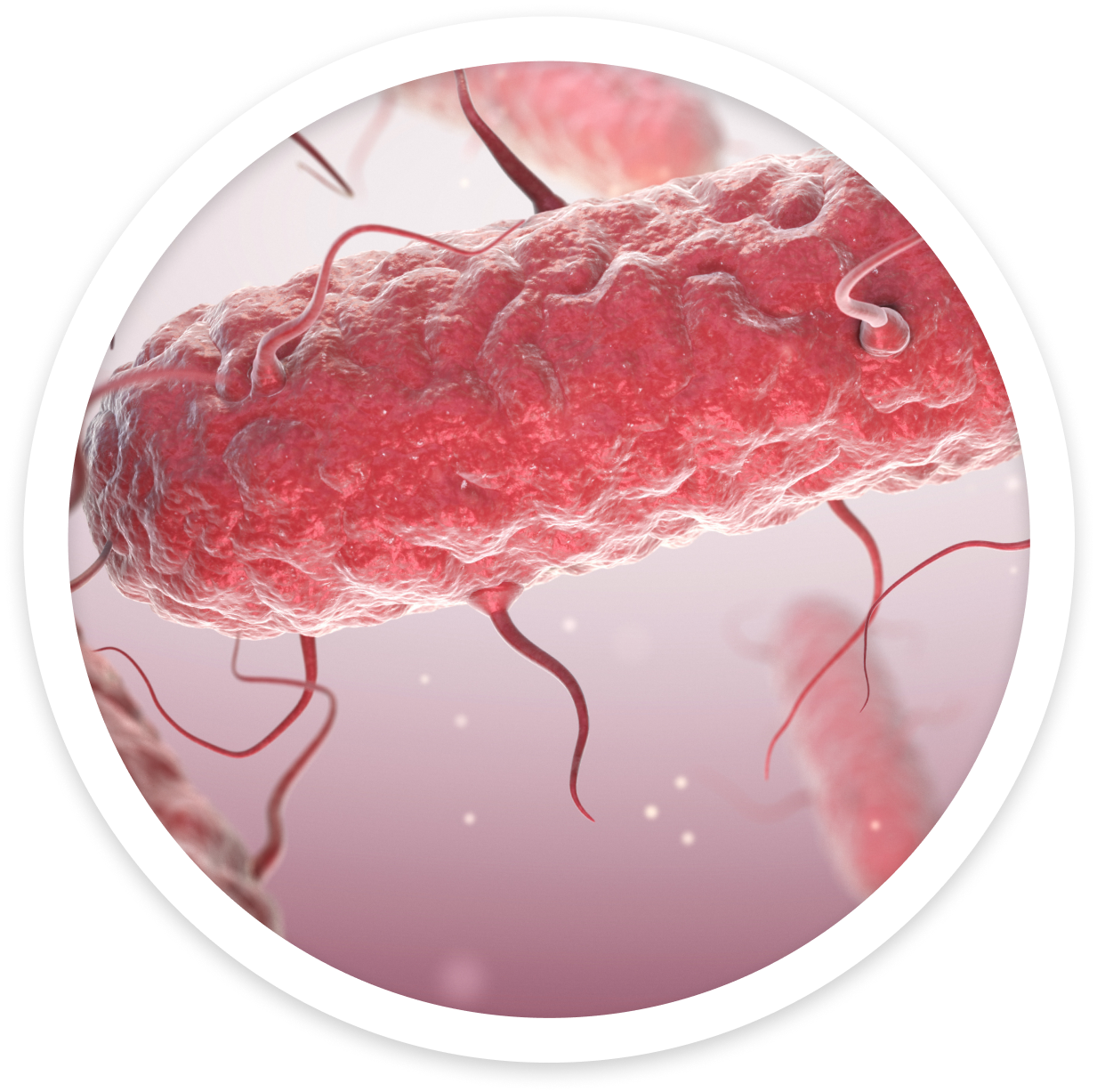 Analytical Test Library | Salmonella Test - 25g