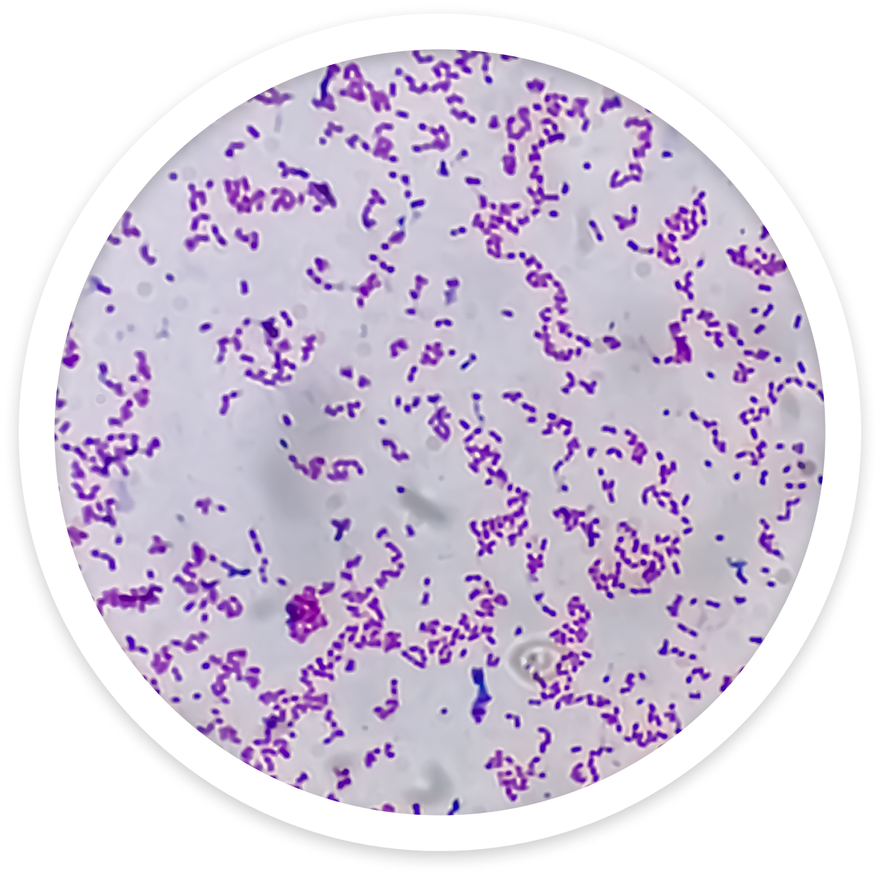 Analytical Test Library | Total Coliforms / Total E. Coli