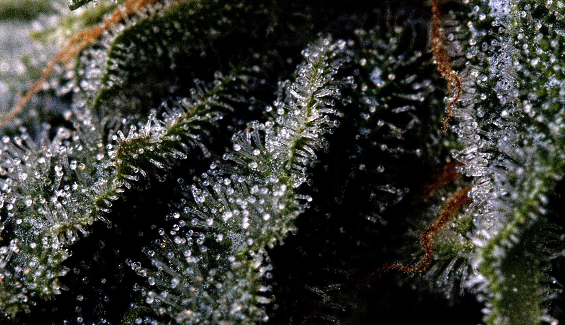 IUVO – IT’S NOT FOR EVERYONE.