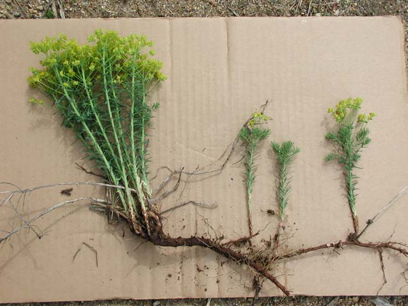 July's Weeds of the Month: Dames Rocket and Leafy Spurge | Teton County ...
