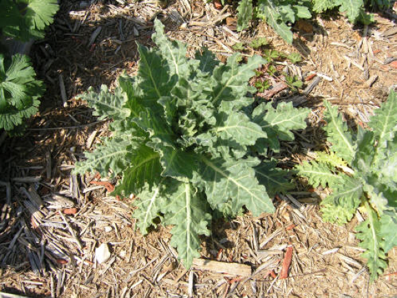 June's Weeds of the Month: Houndstongue & Black Henbane | Teton County ...