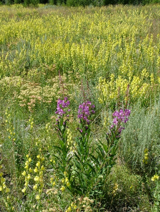 Weeds of the Month: Dalmatian and Yellow Toadflax | Teton County Weed ...