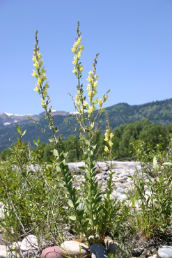 Weeds of the Month: Dalmatian and Yellow Toadflax | Teton County Weed ...