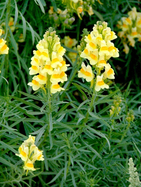 Weeds of the Month: Dalmatian and Yellow Toadflax | Teton County Weed ...