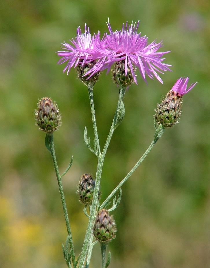 Weed of the Month: Spotted Knapweed | Teton County Weed & Pest News