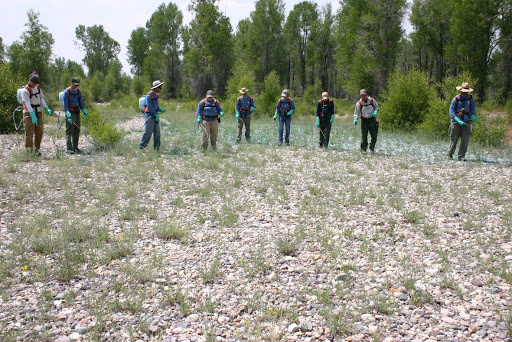 Weed of the Month: Spotted Knapweed | Teton County Weed & Pest News