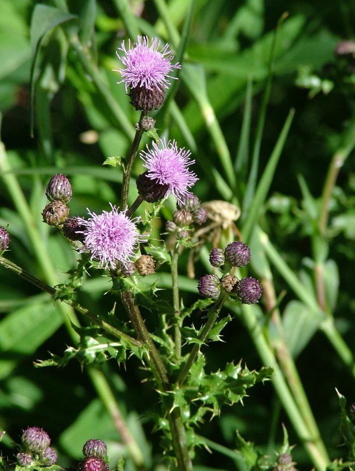 Weed of the Month: Spotted Knapweed | Teton County Weed & Pest News