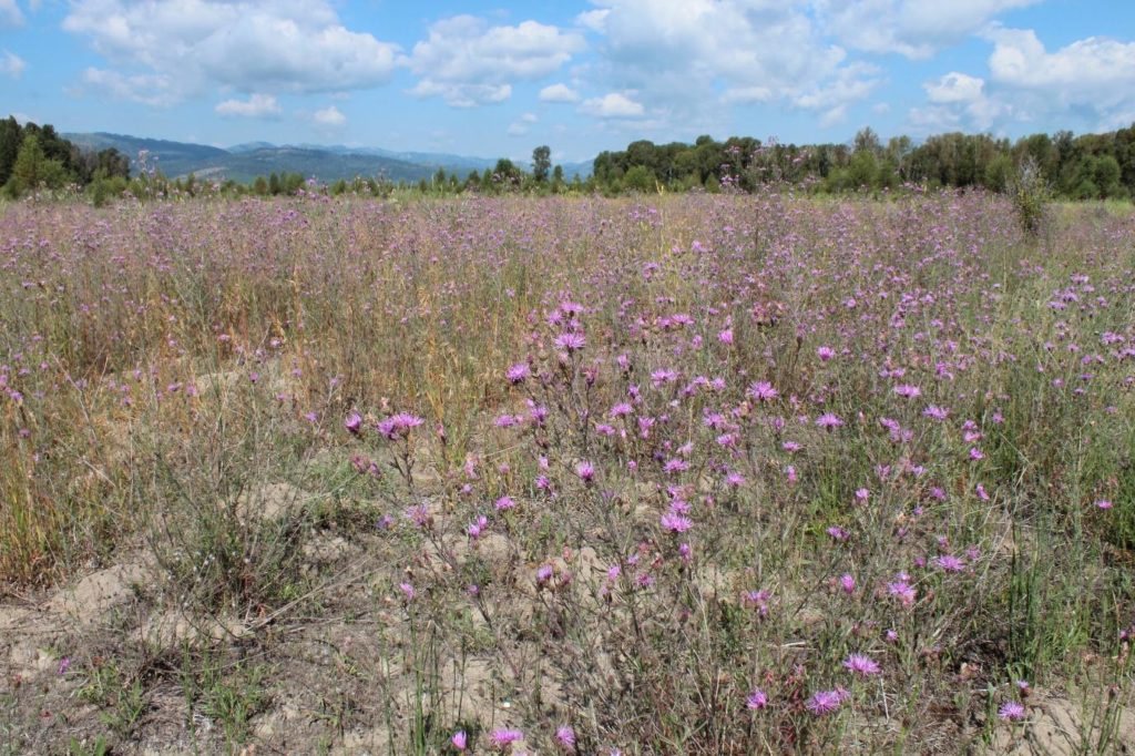Weed of the Month: Spotted Knapweed | Teton County Weed & Pest News
