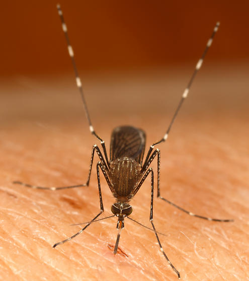 Get to know your Mosquitoes: Fun (not so fun) facts | Teton County Weed ...