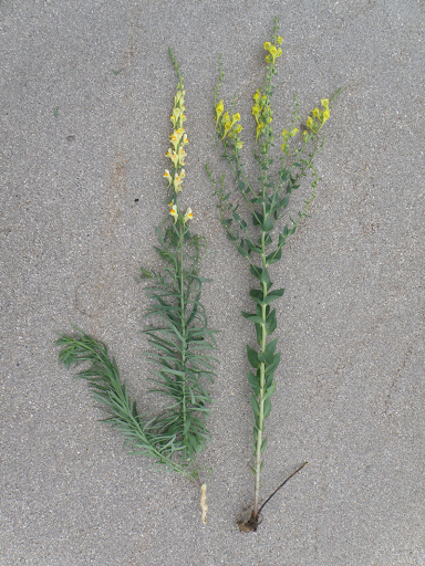 Weed of the Month: Yellow Toadflax | Teton County Weed & Pest News
