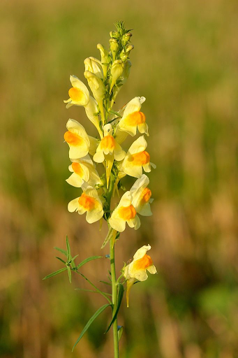 Weed of the Month: Yellow Toadflax | Teton County Weed & Pest News