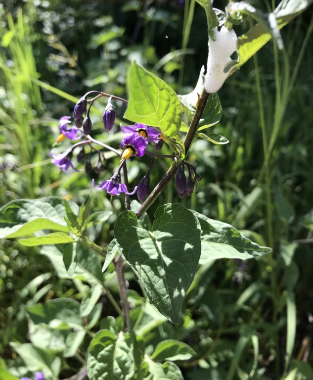 Bittersweet Nightshade | Invasive Plant in Teton County, WY