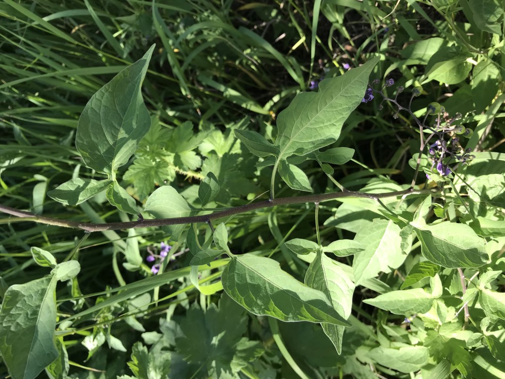 Bittersweet Nightshade | Invasive Plant in Teton County, WY